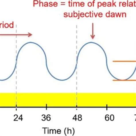 Critical Terms Used To Describe Circadian Rhythms Phase Time Of Day