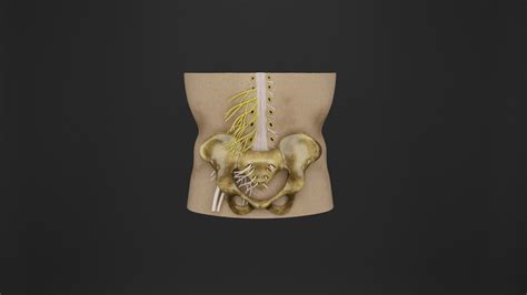 Human Anatomy Lumbar Plexus 3d Model Turbosquid 2218434