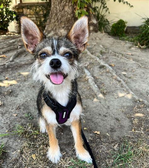 11 Adorable Chihuahua Mix Breeds That Are Too Cute To Ignore Lovely