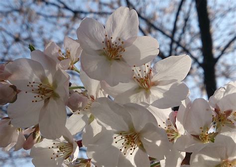 白桜忌 花のチカラ緑のココロ
