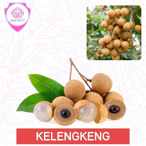 Jual Kelengkeng [isi 3] Benih Biji Bibit Buah Shopee Indonesia
