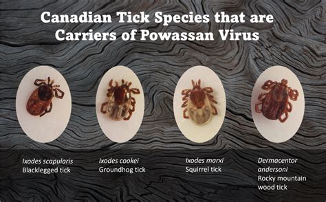 Powassan Virus Testing Lyme Disease Tick Testing