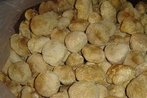猴头菇种植技术 猴头菇出菇管理 猴头菌栽培主要事项 猴头菇栽培前景