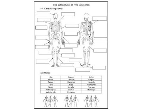 Gcse Pe Ocr 9 1 Blank Skeleton Worksheet With Answers Teaching Resources