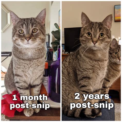 1474 Best Tomcat Images On Pholder Warplane Porn Aviation And Non Credible Defense