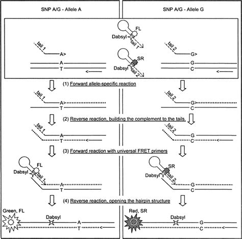 Assay Scheme The Reaction Steps For An A G SNP Are Shown FL Download Scientific Diagram