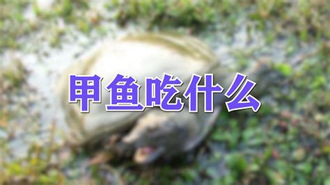 甲鱼吃什么 发财农业网