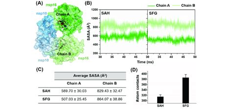 A Sars Cov 2 Nsp16 Nsp10 Heterodimer In Which Chain A With A Ligand