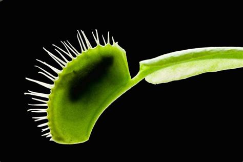 What To Feed A Venus Flytrap Venus Flytraps