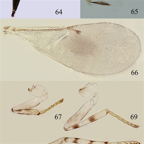 Metaphycus Angustifrons Compere Female 8 Antenna 9 Palpi 10 Fore Wing Download Scientific