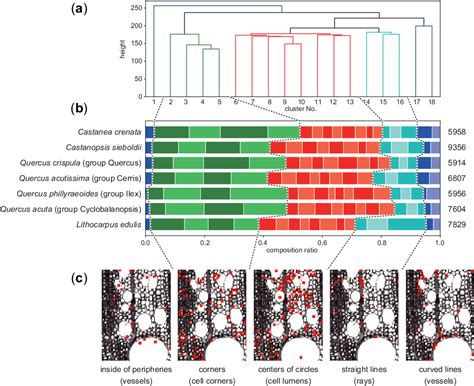 Table 1 From Anatomical Features Of Fagaceae Wood Statistically Extracted By Computer Vision