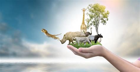 Wildlife Conservation Day Wild Animals To The Home Or Wildlife