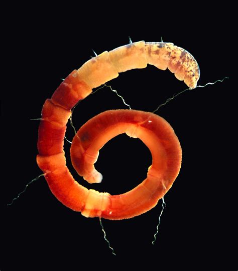 Polychaete Day