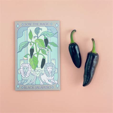 Black Hungarian Jalapeño Tarot Seed Packet Sow The Magic