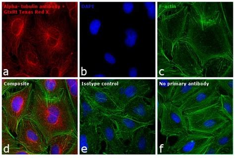Invitrogen™ Goat Anti Rat Igg Hl Cross Adsorbed Secondary Antibody