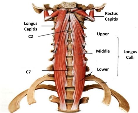 Deep Neck Flexor Weakness An Overlooked Cause Of Neck Problems — Perth