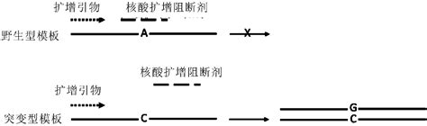 Nucleic Acid Amplification Blocking Agent For Detecting Low Abundance Mutant Sequences And