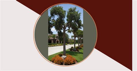 Transform Your Front Yard 15 Fun Tree Landscaping Ideas