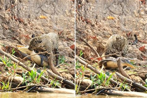 Vídeo Jacaré Luta Pela Vida Ao Tentar Escapar De Onça Pintada Veja