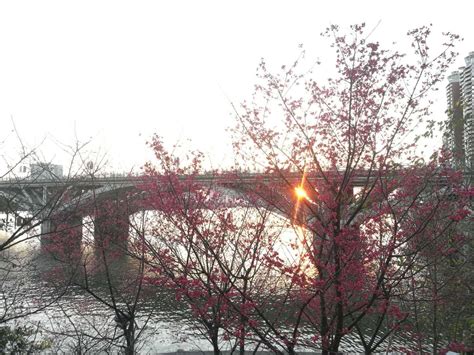 二值模型的stata命令 知乎 二值模型的stata命令 知乎