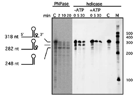 Helicase Assay Degradation Of The 318 Nt Substrate Is Monitored During