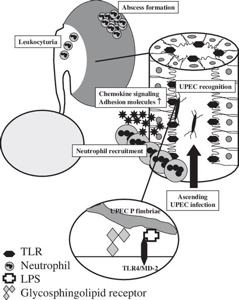 Proposed Working Model For Upec Recognition During Uti Upec Bind To