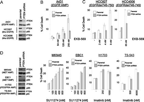 Pten Silencing Confers Resistance To Egfr Kinase Inhibitors But Not To