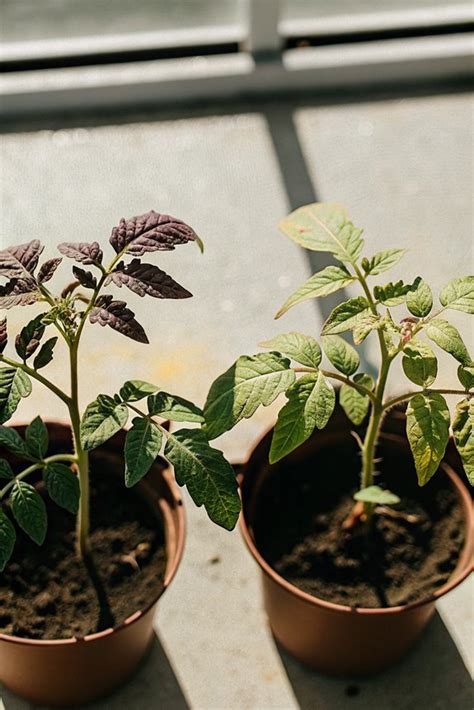 How To Identify And Treat Plant Nutrient Deficiencies In Container