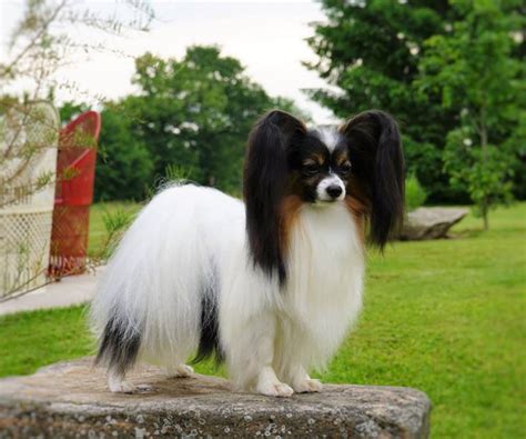 Papillon And Phalène The Breed Archive