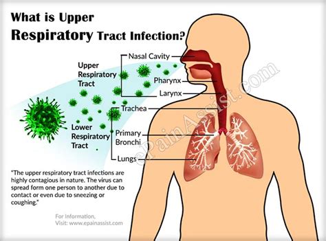 What Is Upper Respiratory Tract Infectioncausessymptoms