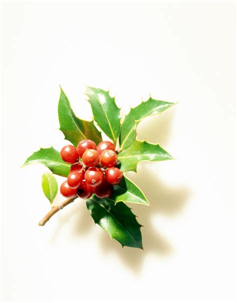 Holly License Image Image Professionals