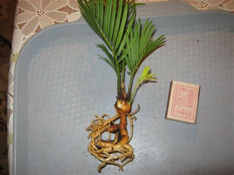 Цикас: уход за пальмой в домашних условиях, размножение