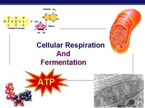 Cellular Respiration And Fermentation Atp Key Concept Questions
