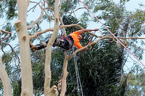 Gold Coast Tree Lopper Best Gold Coast Tree Lopping 2022