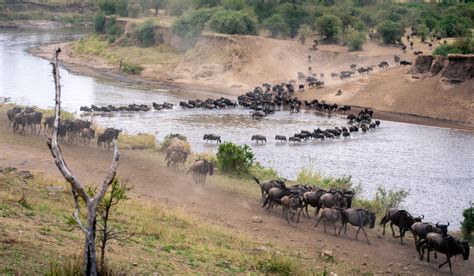 Wildebeest River Crossing In Serengeti Travel Guide