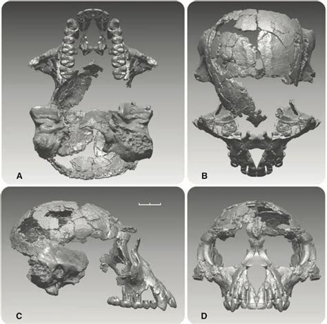 Bioanthropology In Summary The Ardipithecus Ramidus Skull And Its Implications For Hominid