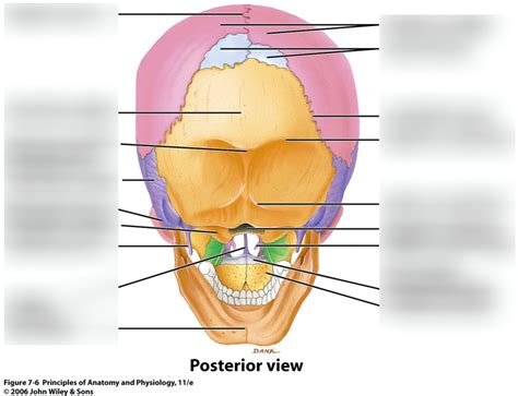 Lecture Cranial Occipital Bio201 Exam 1 Diagram Quizlet