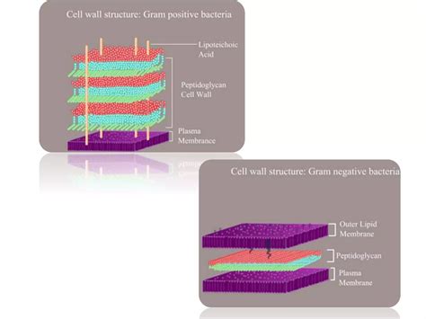 Staining Techniques Ppt
