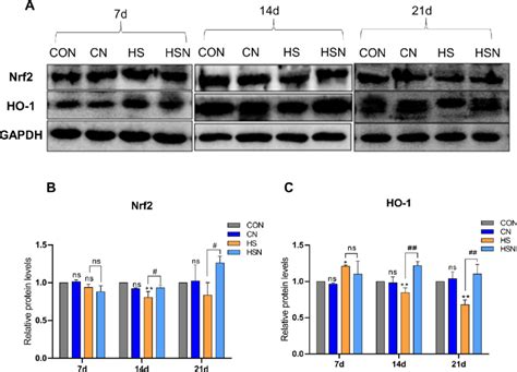 Protein Expression Levels Of Nrf2 And Ho 1 In The Ovaries A The Download Scientific Diagram
