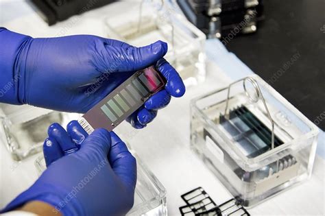 Dna Genotyping And Sequencing Stock Image C0386484 Science Photo