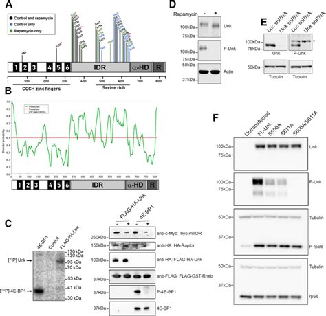 Phosphorylation Of The Novel Mtor Substrate Unkempt Regulates Cellular