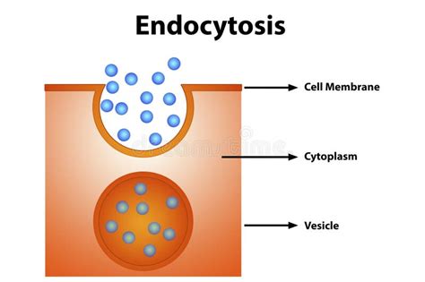 Endocytosis Diagram Stock Illustrations 99 Endocytosis Diagram Stock