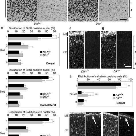 Acceleration Of Radial Migration At The Subplate Cortical Plate Region Download Scientific