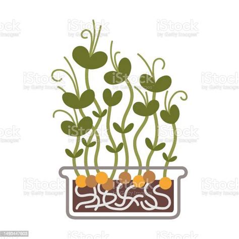 용기에 담긴 완두콩 마이크로그린 건강 식품 콩나물 만화 스타일 트렌디한 현대 벡터 일러스트레이션은 흰색 배경 손으로 그린 평면 디자인에 분리되어 있다 새싹에 대한 스톡 벡터