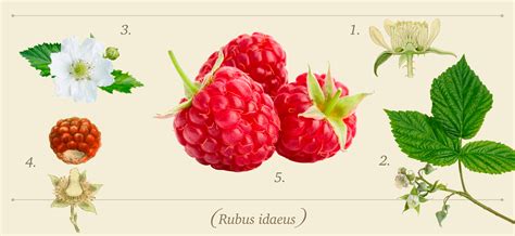 Когда и как правильно сажать тюльпаны осенью в открытый грунт