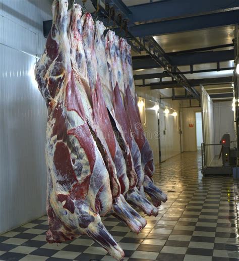 Carcasses Raw Meat Beef Hooked On Hoist In Corridor Of Slaughterhouse