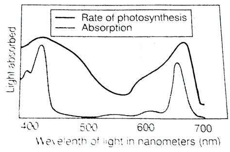 Chlorophyll Absorption Spectrum