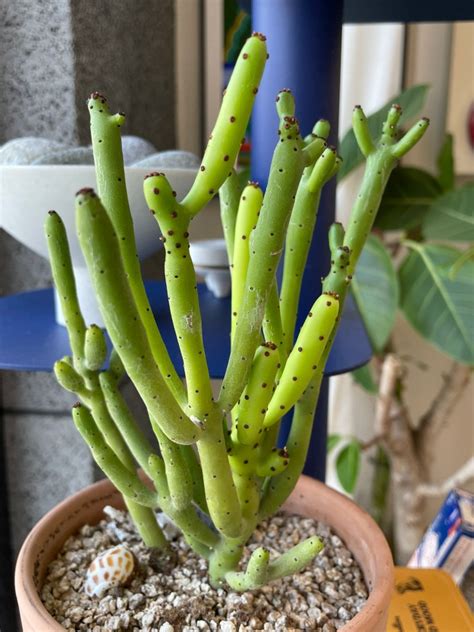 연필선인장 지식in