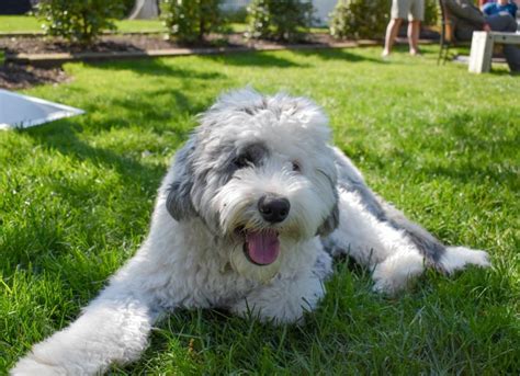 Sheepadoodle Dog Breed Health And Care Petmd