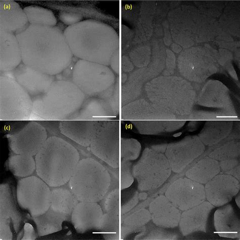 Scanning Electron Microscope Of Sorghum Outer Endosperm A Aleurone Download Scientific